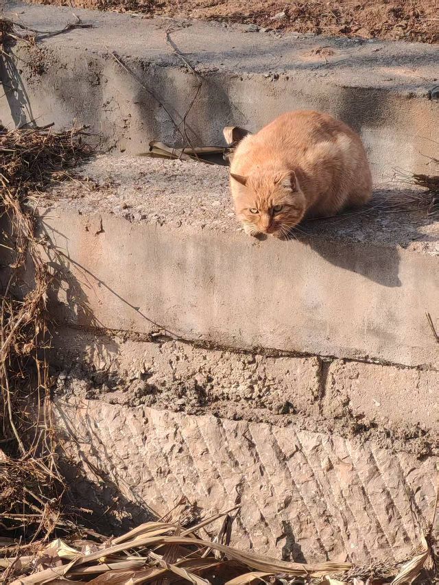 星空诗刊古体诗近体诗第五期—顶端新闻